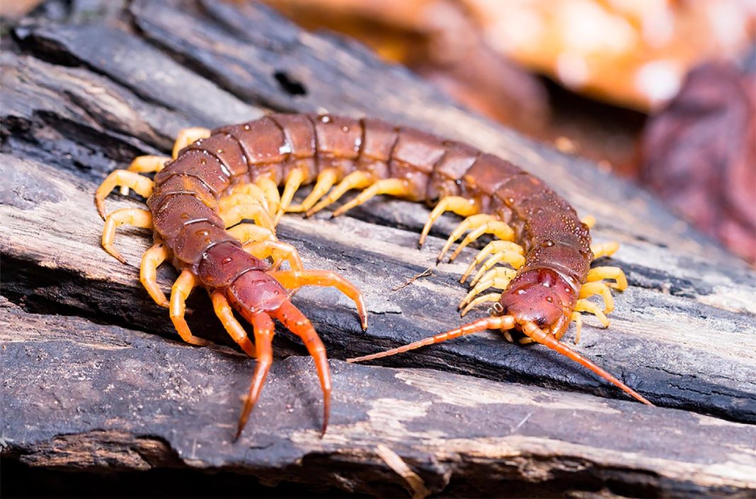Ciempies o Chilopoda - Características y Tipos Populares